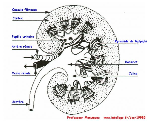 Schéma Légendé du Rein de Porc