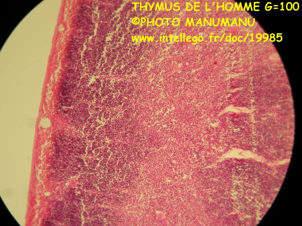 Le Thymus Humain Vu au Microscope