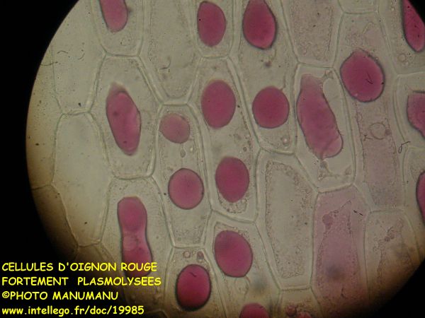 Cellules d'Oignon Rouge