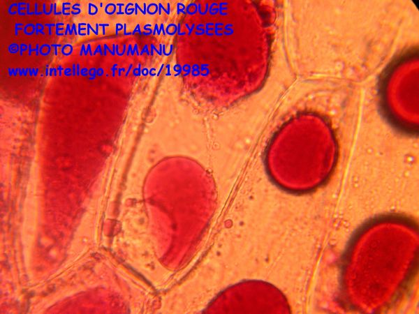 Cellules d'Oignon Rouge