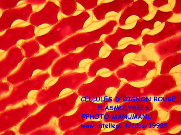 Cellules d'Oignon Rouge