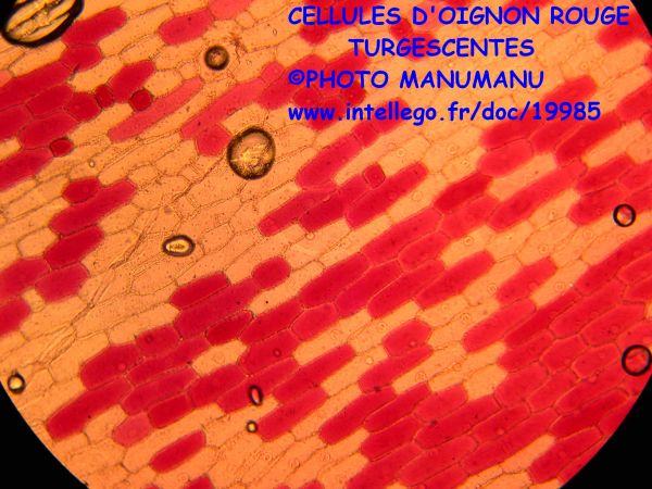 Cellules d'Oignon Rouge | Superprof