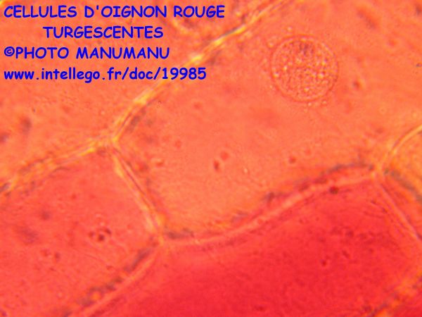 Cellules d'Oignon Rouge