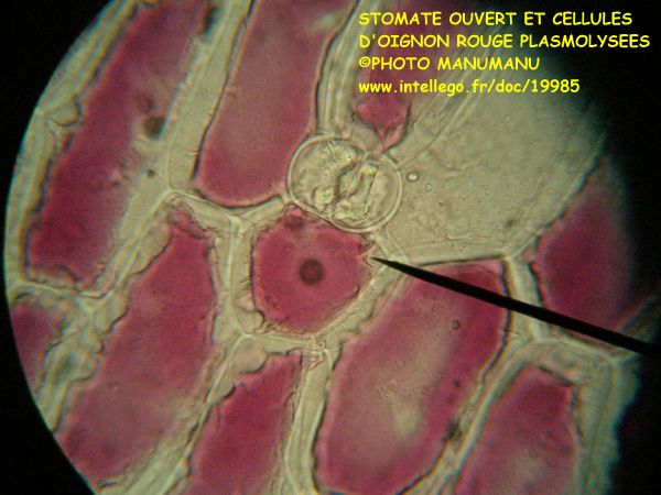 Cellules d'Oignon Rouge