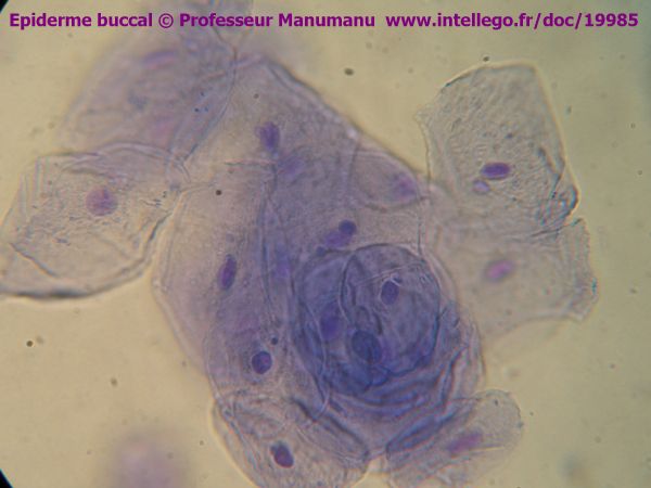 Les Cellules de la Bouche | Superprof