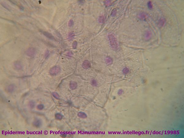 Les Cellules de la Bouche | Superprof