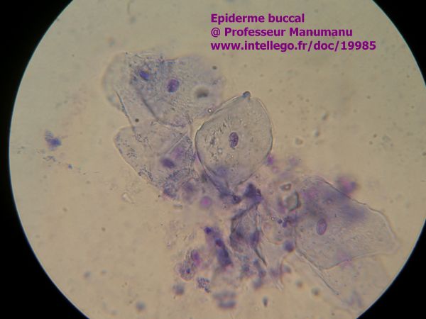 Les Cellules de la Bouche | Superprof