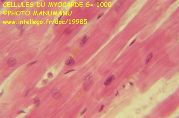 Les Fibres Musculaires Cardiaques au Microscope