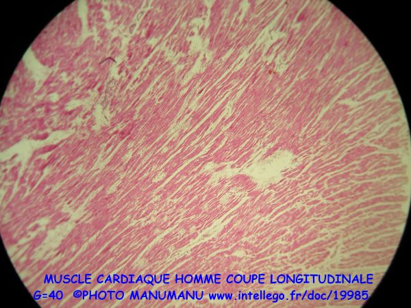 Les Fibres Musculaires Cardiaques au Microscope