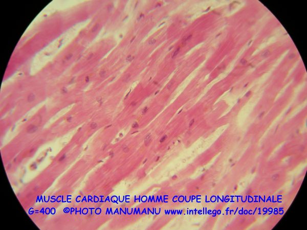 Les Fibres Musculaires Cardiaques au Microscope