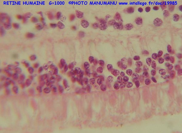 Analyse Microscopique de la Rétine Humaine