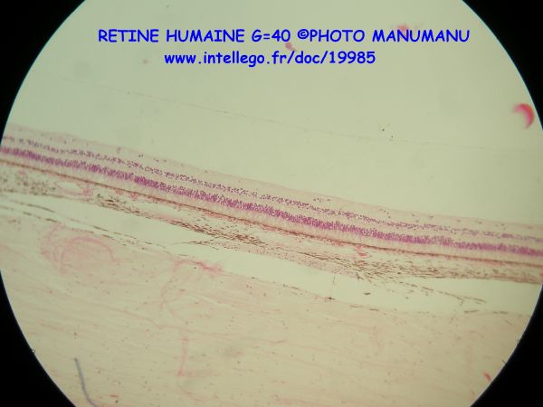 Microscope électronique œil Humain Microscope Optique Tous Les