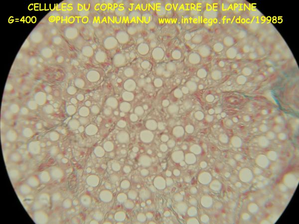 L'Ovaire et les Corps Jaunes de la Lapine