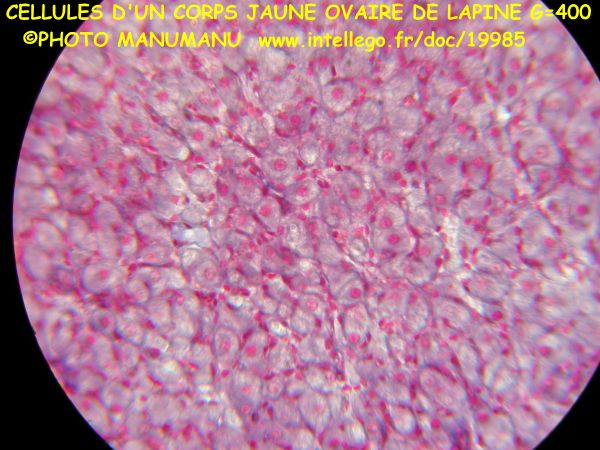 L'Ovaire et les Corps Jaunes de la Lapine