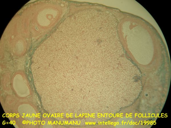 L'Ovaire et les Corps Jaunes de la Lapine