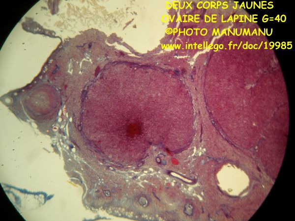 L'Ovaire et les Corps Jaunes de la Lapine