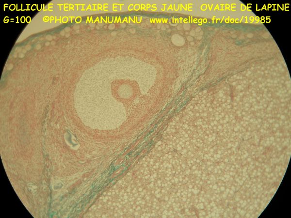 L'Ovaire et les Corps Jaunes de la Lapine