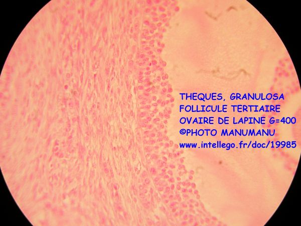 Photos Microscopiques du Système Reproductif Léporidé