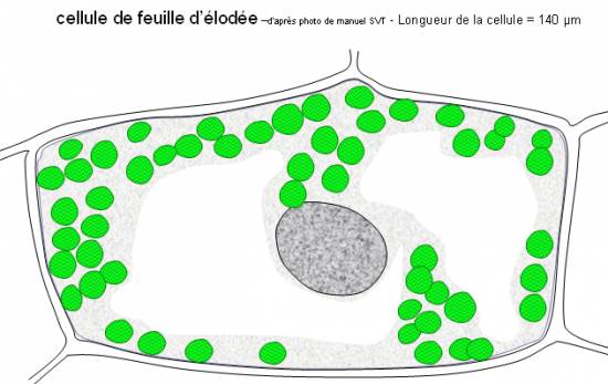 Étude des Cellules de la Plante d'Élodée | Superprof