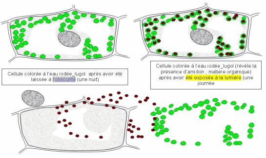 Étude des Cellules de la Plante d'Élodée