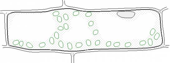 Étude des Cellules de la Plante d'Élodée