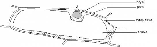 Cellules Turgescentes et Plasmolysées de l'Oignon