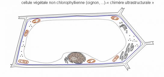 Cellules Turgescentes et Plasmolysées de l'Oignon