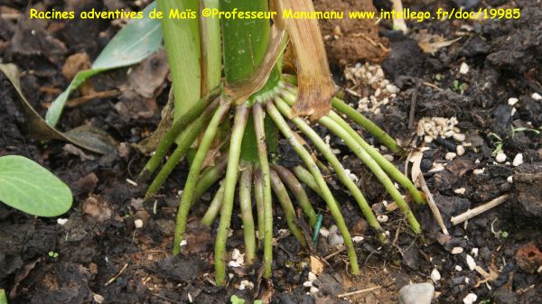 La Racine du Maïs