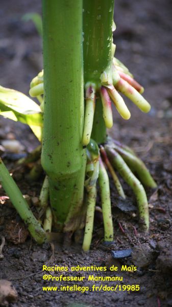 La Racine du Maïs
