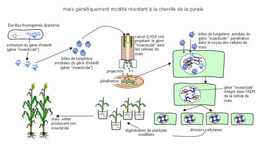 Schématiser une Transgenèse | Superprof