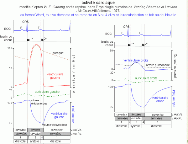 Les Variations de Pression dans le Cœur
