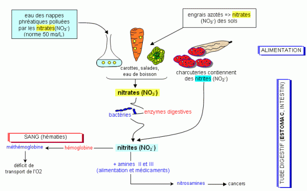 Les Nitrates et Nitrites Agricoles