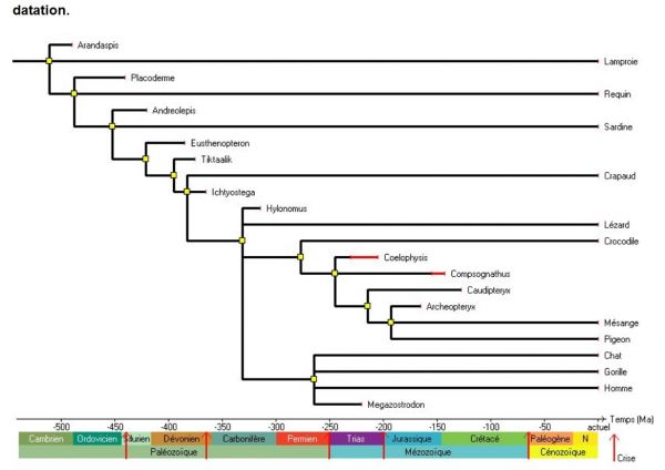 Utilisation du Logiciel Phylogène