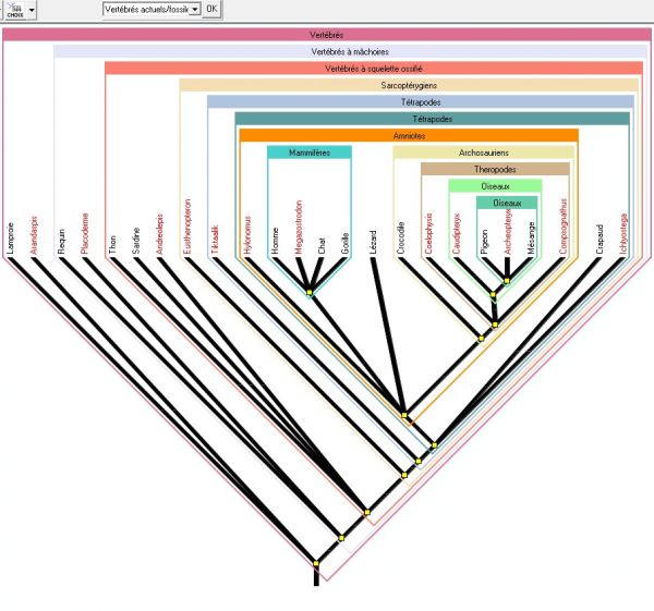 Utilisation du Logiciel Phylogène | Superprof