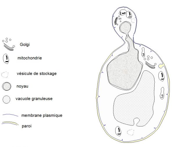 Les Schémas de la Levure