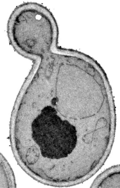 Les Levures | Superprof