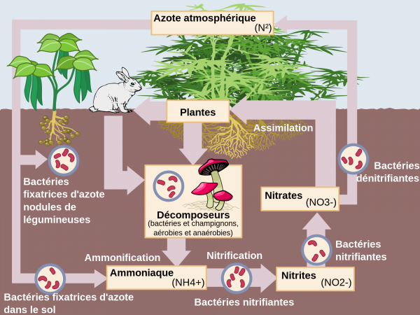 Le Cycle de l'Azote