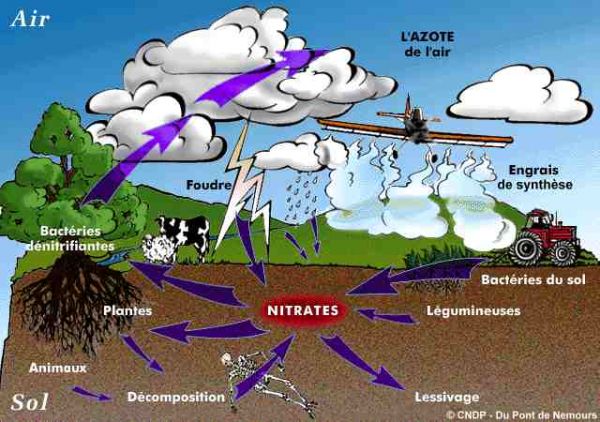 Le Cycle de l'Azote