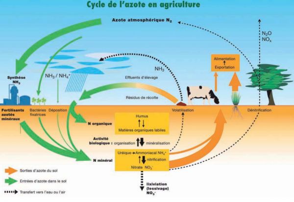 Le Cycle de l'Azote