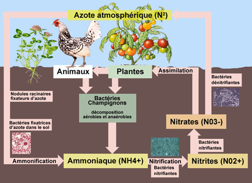 Diagramme Du Cycle De L'azote UVED