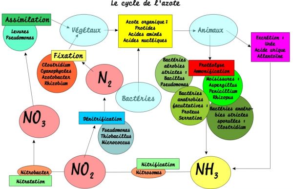 Le Cycle de l'Azote