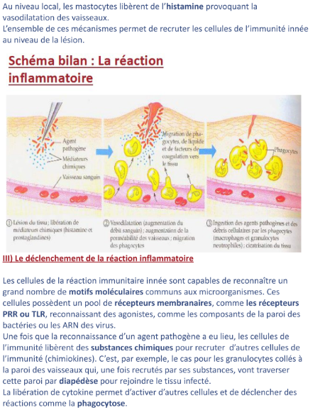 La Réaction Inflammatoire